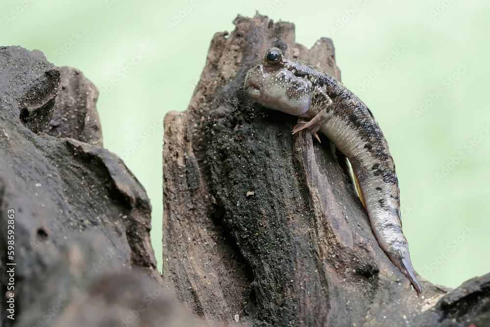 A barred mudskipper fish resting on a weathered log at the edge of a ...