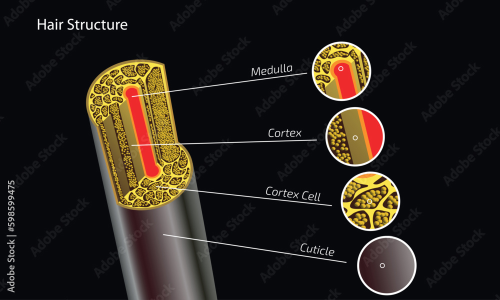 Hair Growth Cycle, anagen, catagen, telogen, early anagen, hair matrix ...