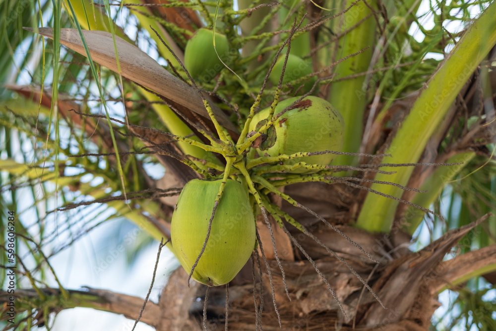 Coconut palm trees with coconuts, bottom view. Tropical nature. Palm ...