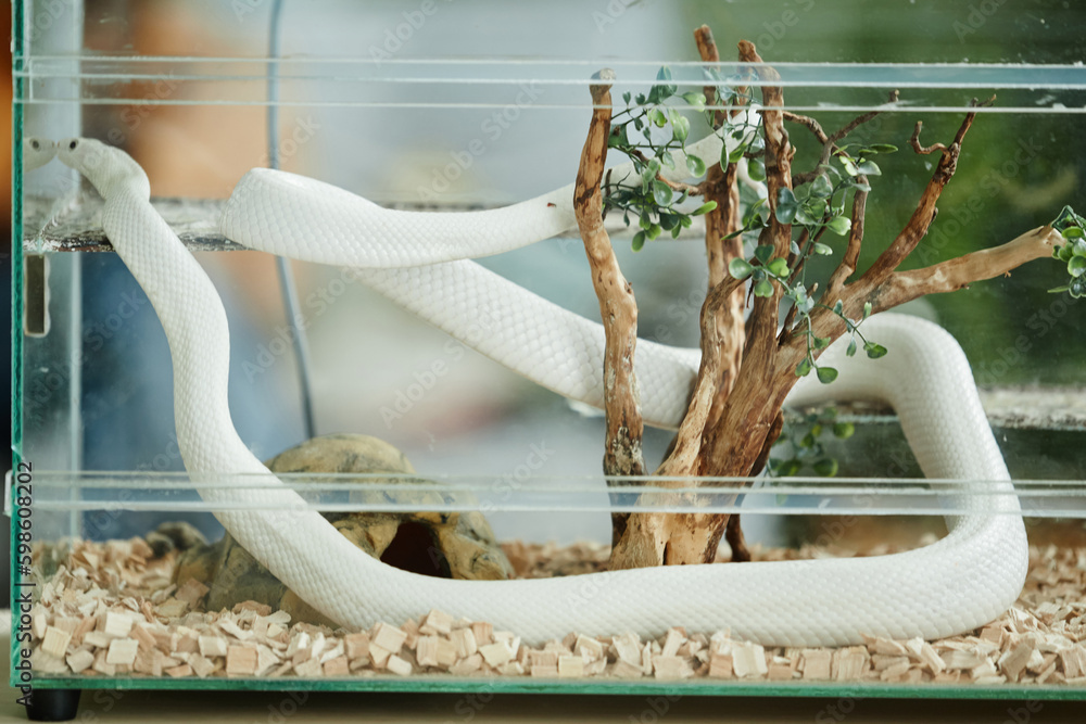Long white rat snake enlacing tree-like plant while hanging on bar ...