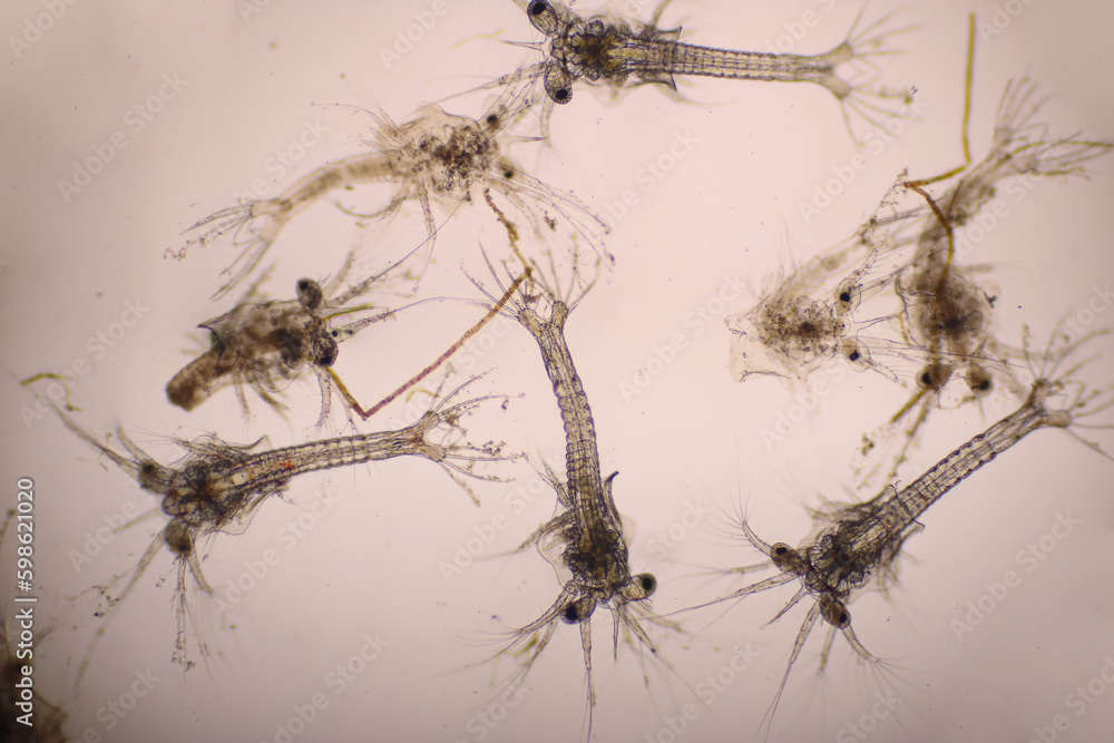 White shrimp. Zoea stage of Vannamei in light microscope, Shrimp larvae ...