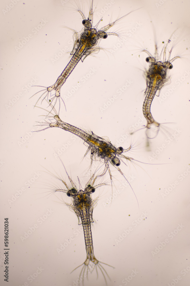 White shrimp. Zoea stage of Vannamei in light microscope, Shrimp larvae ...