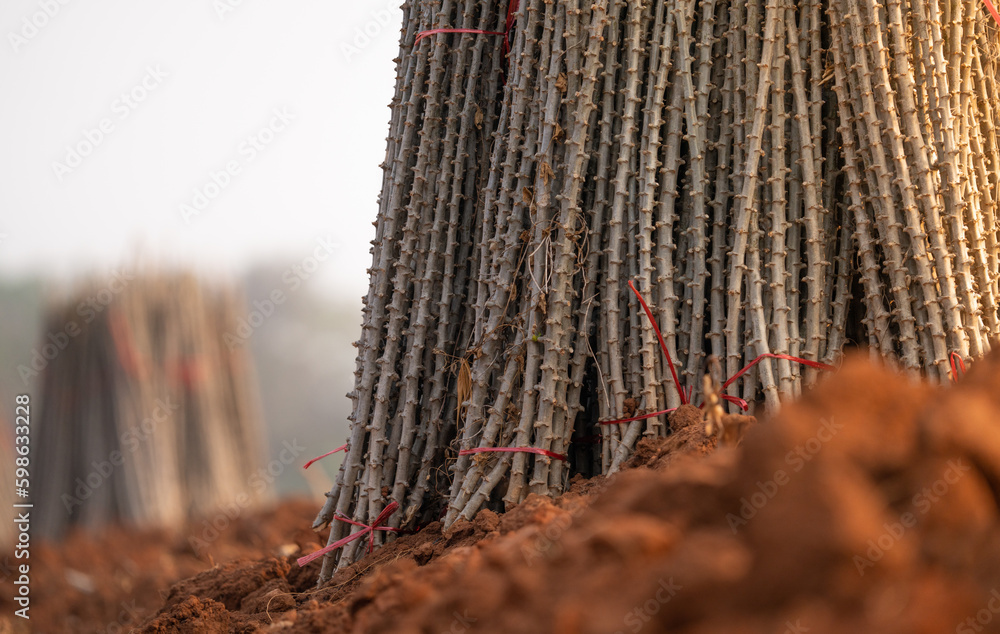Cassava farm. Manioc or tapioca plant field. Bundle of cassava trees in ...
