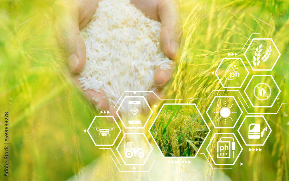 Smart agriculture with modern technology. Woman hand holding rice and ...