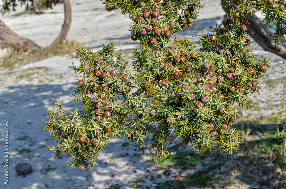 leaves and mature cones of cade juniper (Juniperus oxycedrus) on ...