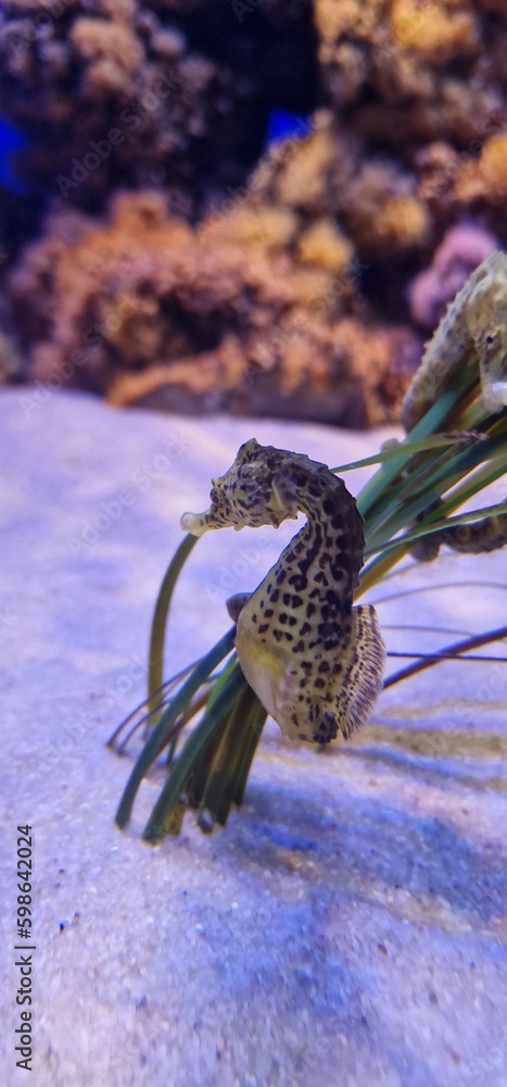 Seahorses belong to the genus Hippocampus, which is a part of the ...