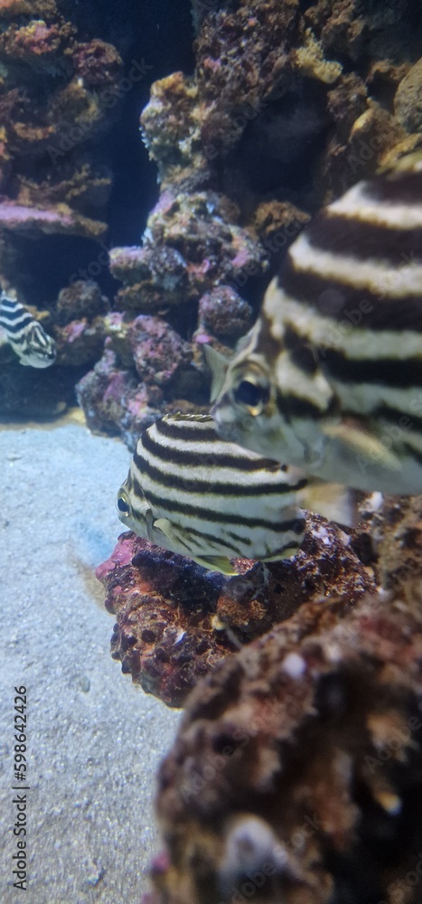 stripey (Microcanthus strigatus), also known as the footballer or ...