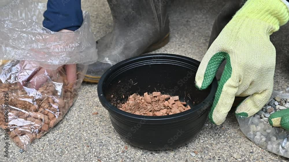 Gardener putting some coconut coir into bottom of a pot before planting ...