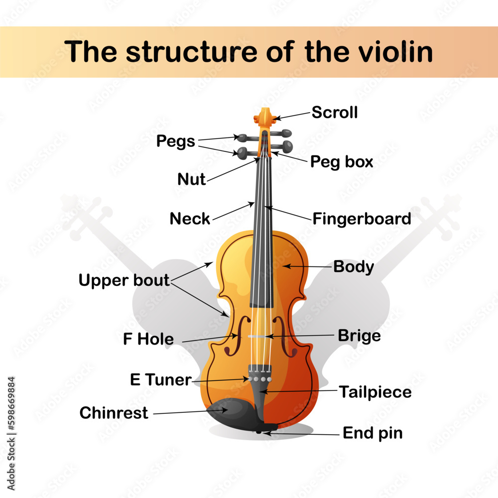 Violin infographic. The structure of a musical instrument. Breaking ...