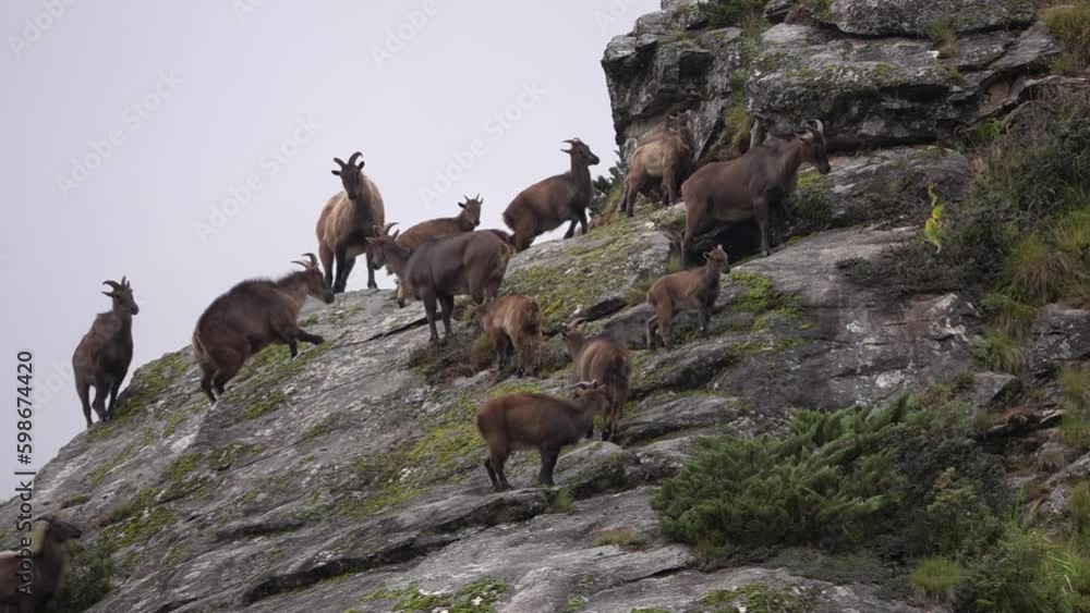 Himalayan Tahr (Hemitragus jemlahicus) mountain goat gourp on a hill ...