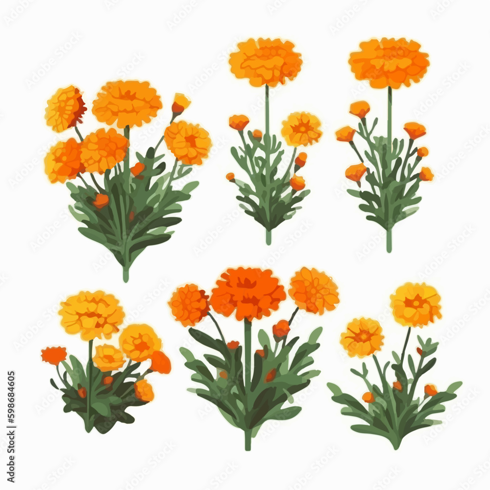 Collection of elegant and sophisticated marigold vector patterns. Stock ...