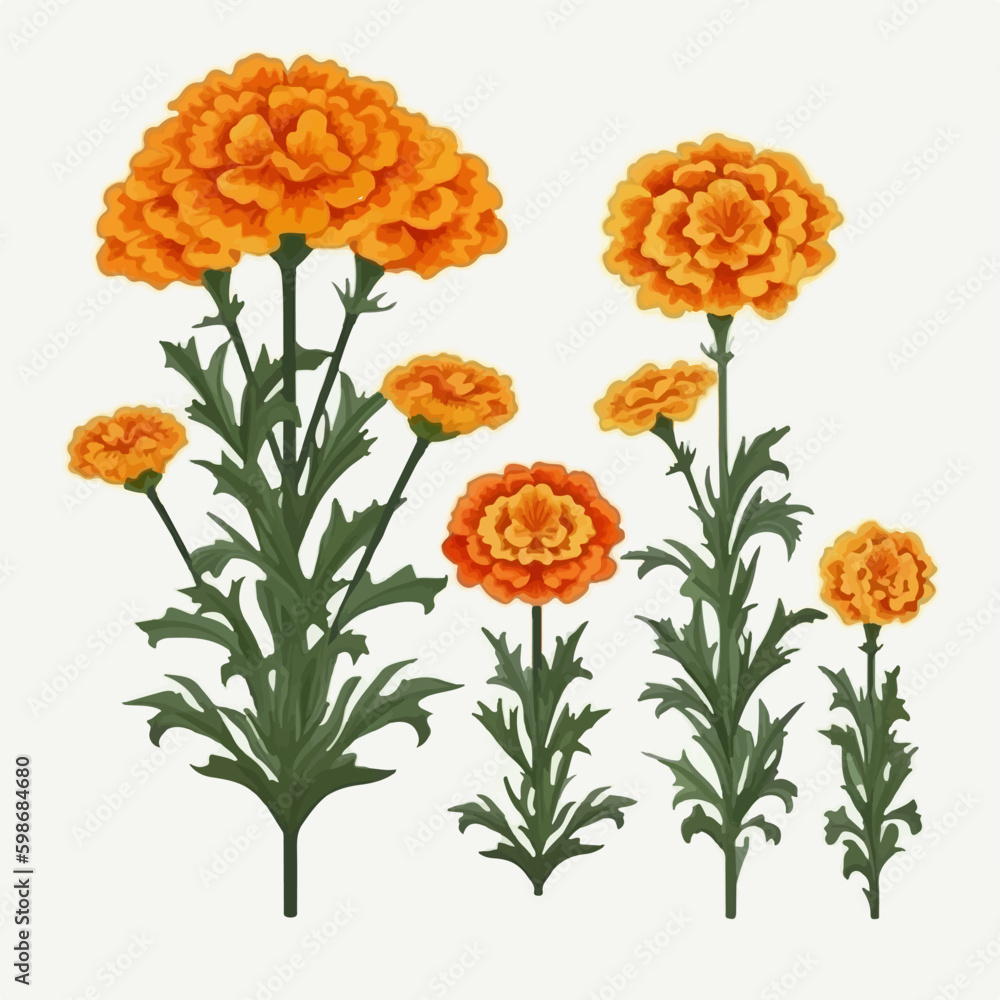 Pack of vibrant marigold illustrations that capture the essence of ...