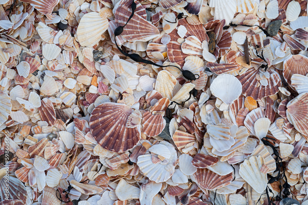 fan-shaped scallop shells discarded as waste on Fenella Beach in Peel ...