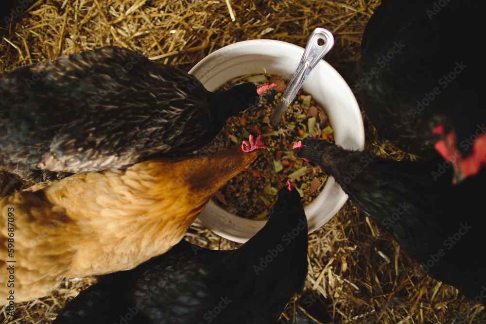 Chicken feed and laying mash mixed with seeds. Small scale poultry ...