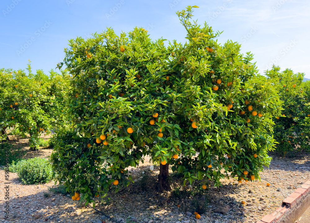 Orange Groves and mandarin tree. Orange fruit farm field. Sweet Orange ...