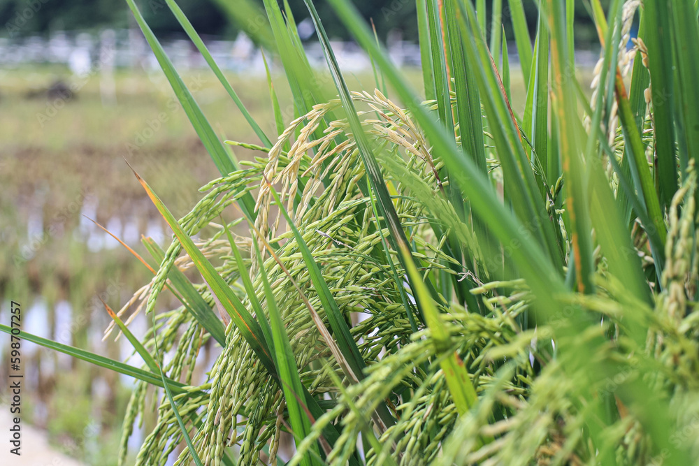 Rice is the main food source in several countries, especially Asia ...
