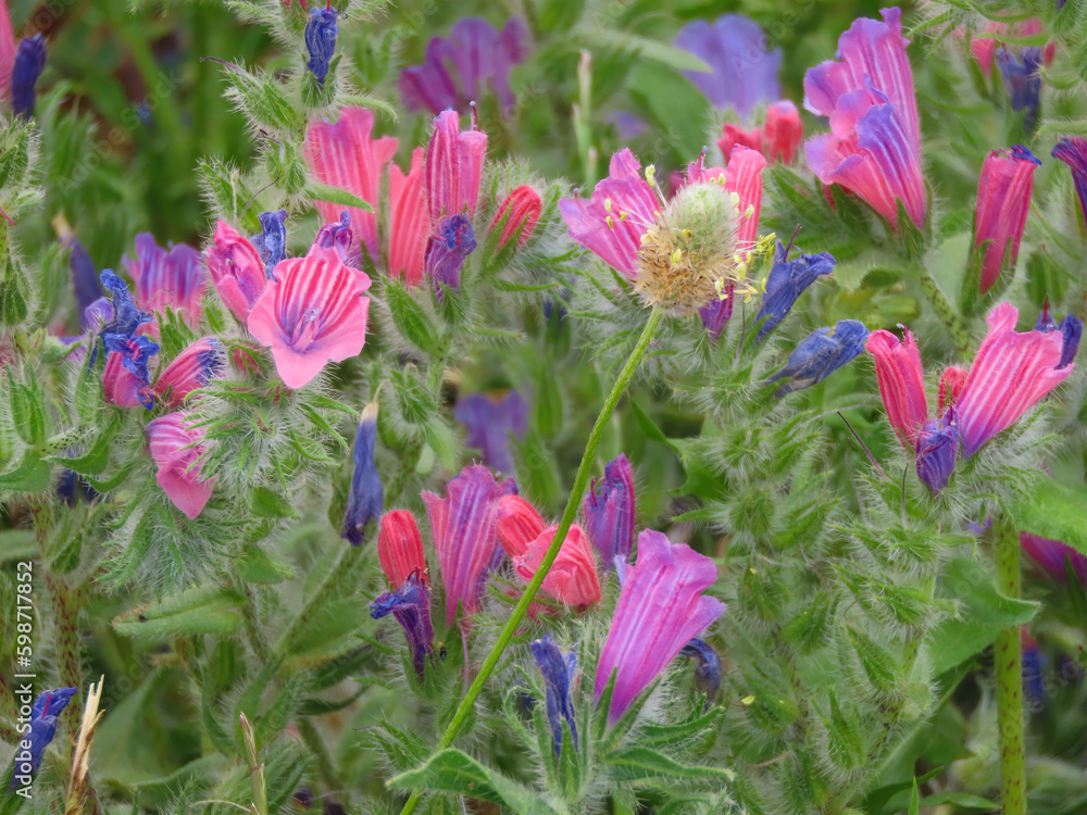 Beautiful multi-colored flowers of Echium judaeum, commonly known as ...