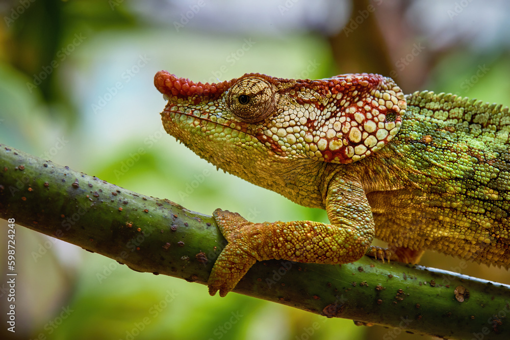 Chameleons of Madagascar: Portrait of Red, yellow and brown striped ...