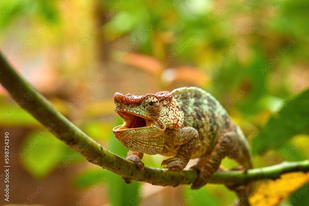 Chameleons of Madagascar: Front view of Red, yellow and brown striped ...