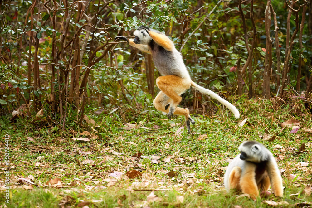 Dancing lemur, Diademed Sifaka, Propithecus diadema, large endangered ...