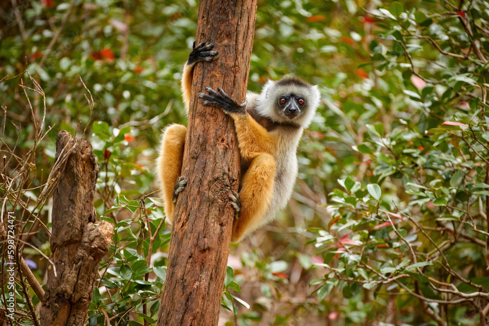 Dancing lemur, Diademed Sifaka, Propithecus diadema, large endangered ...