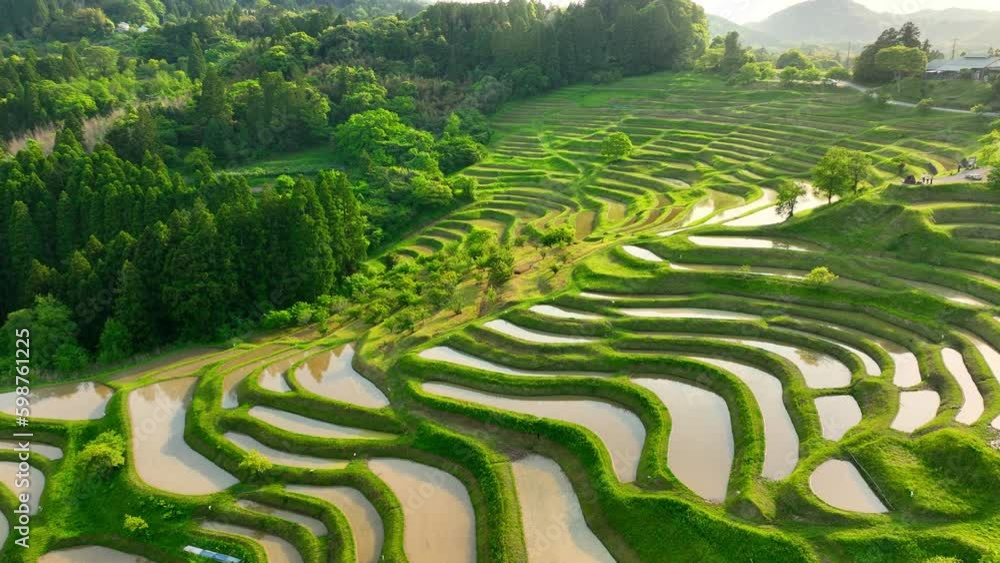 flying over sunny lush green terraced rice fields in Japan, aerial view of green paddy rice ...