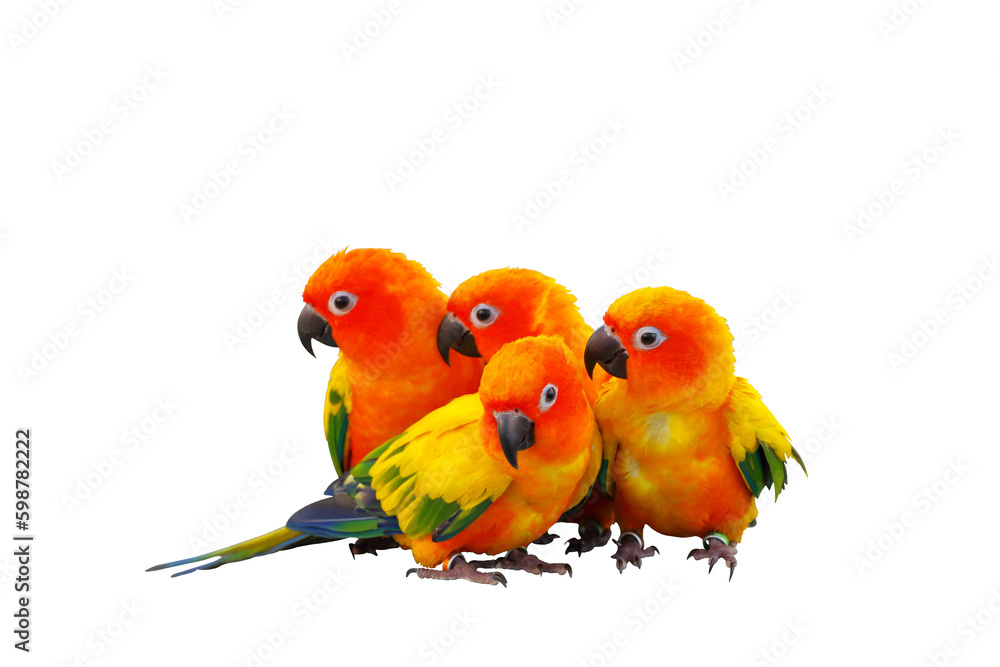 Cute of Sun conure parrots isolated on transparent background png file ...