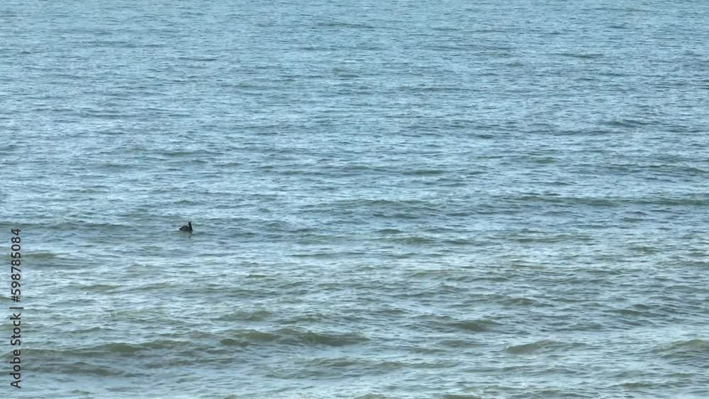 Wildlife in nature with Pelicans floating on the ocean by the beach ...