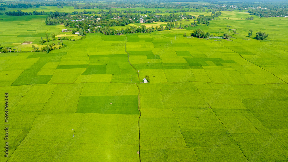 green peddy field with trees in background, green field with many ...