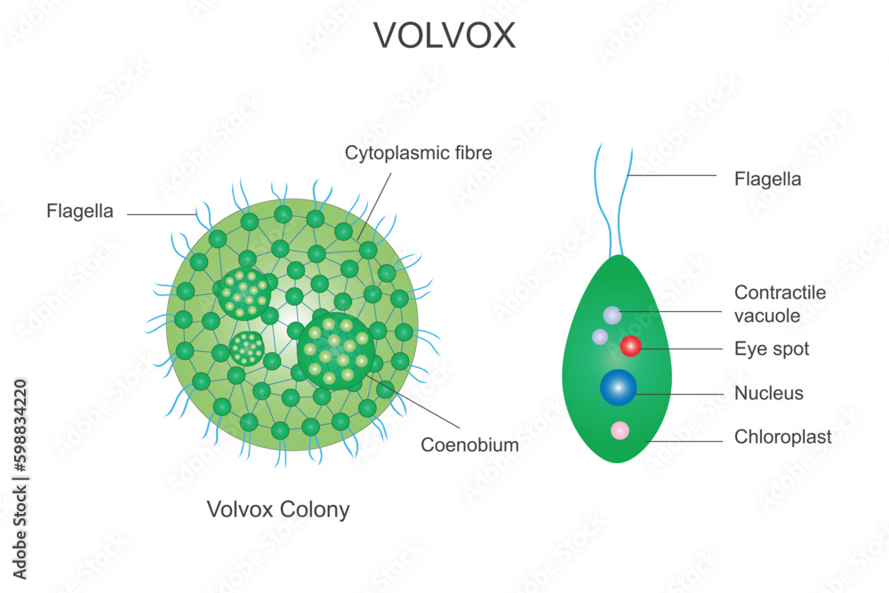 Volvox colony, volvox,Polyphyletic genus of chlorophyte green algae ...