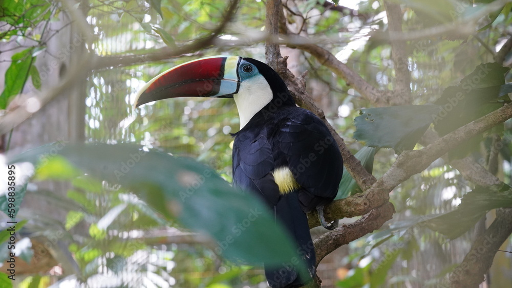 Ramphastos tucanus|Red-billed Toucan|红嘴鵎鵼 Stock Photo | Adobe Stock