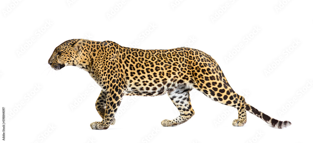 Side view of a Spotted leopard walking away, Panthera pardus, isolated ...