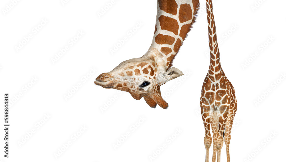 Portrait of a funny and cute giraffe upside down; head down. with a ...