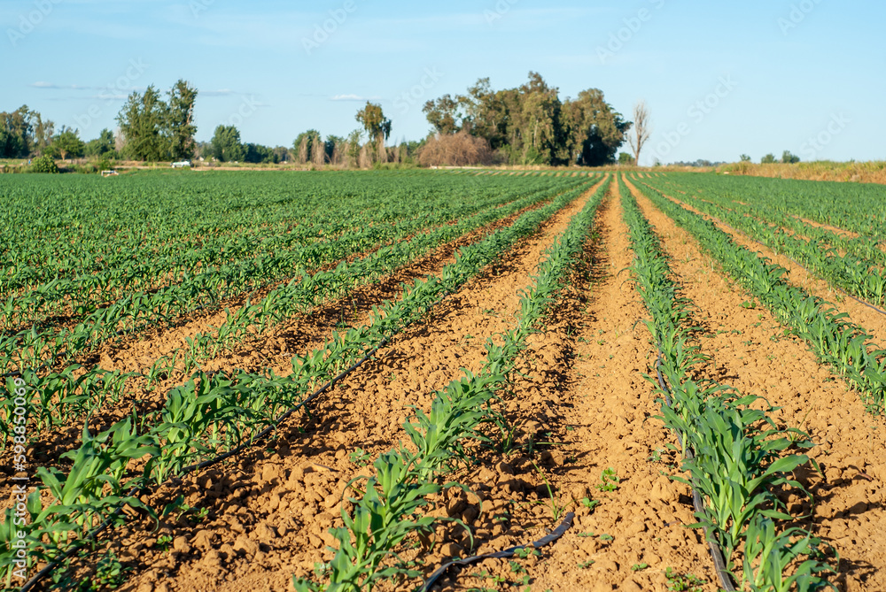 Foto de Campo de cultivo de maíz en hileras con sistema de riego por ...