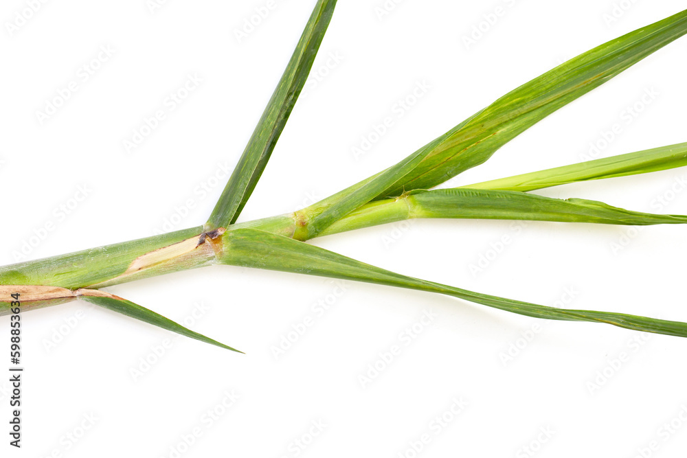Sugar cane leaves on white background. Stock Photo | Adobe Stock