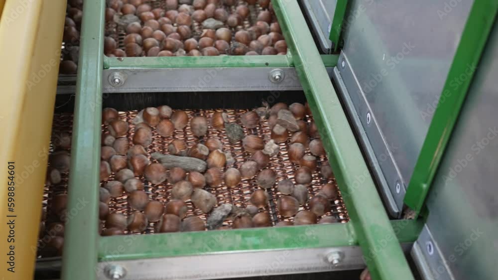 Vidéo Stock Process of hazelnut shelling, selection and calibration in ...