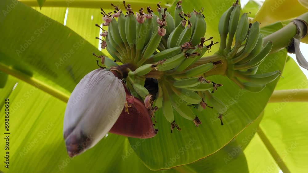 Close-up of banana tree with opening inflorescence and small green ...