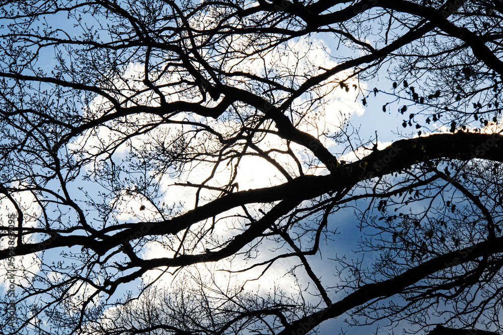 Silhouette of bends and lines of old oak branches against blue sky with ...