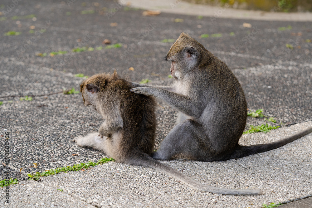 Two monkeys picking lice from each other at Sangeh Monkey Forest, Bali ...