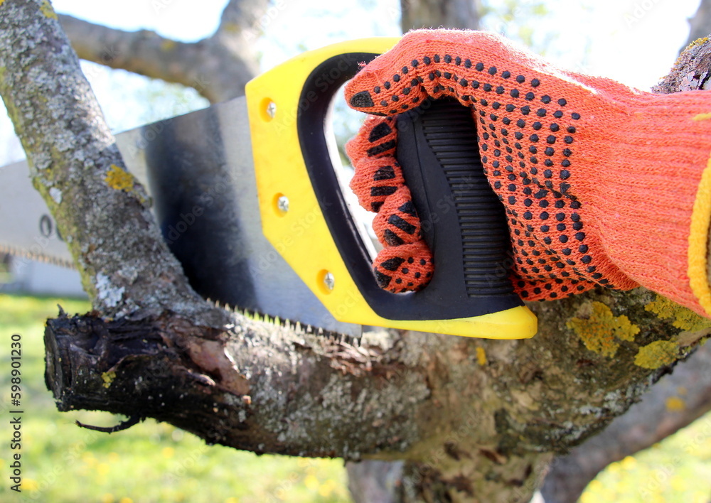 Spring tree pruning. Removing dry and damaged branches with a hacksaw ...