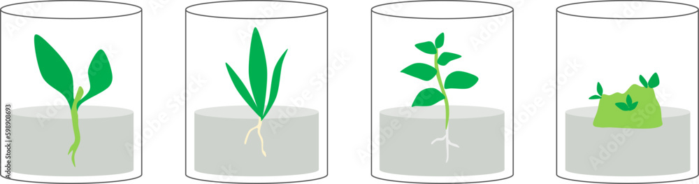 Vector illustration of plant tissue culture Stock Vector | Adobe Stock