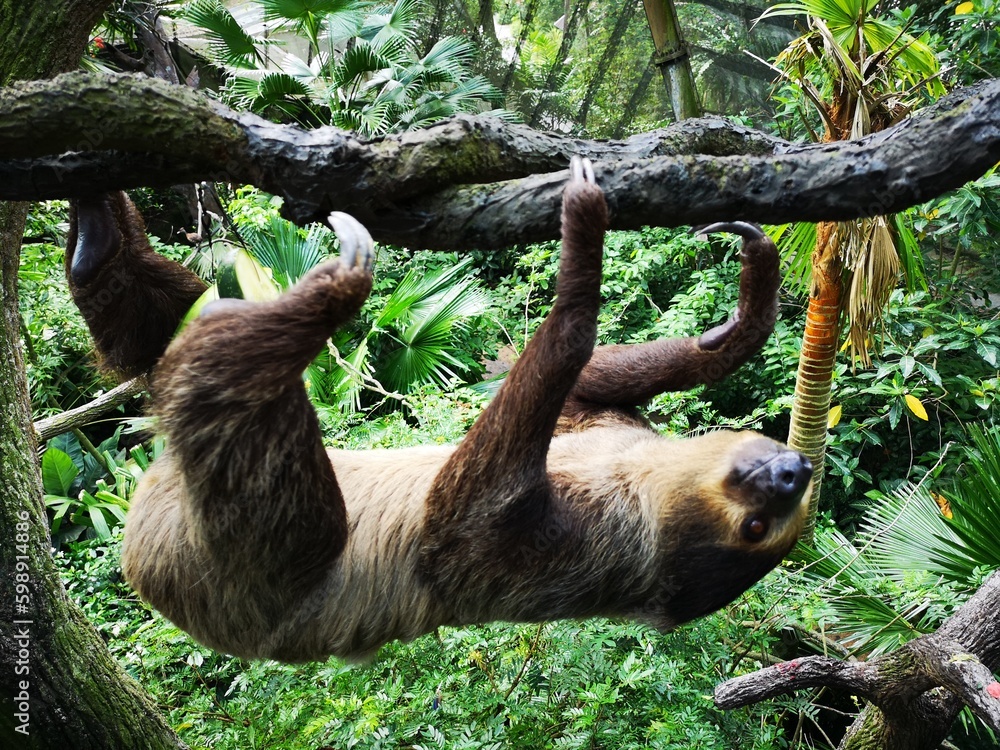 Poster A sloth eating at Singapore Zoo. – Wall Art | UkPosters