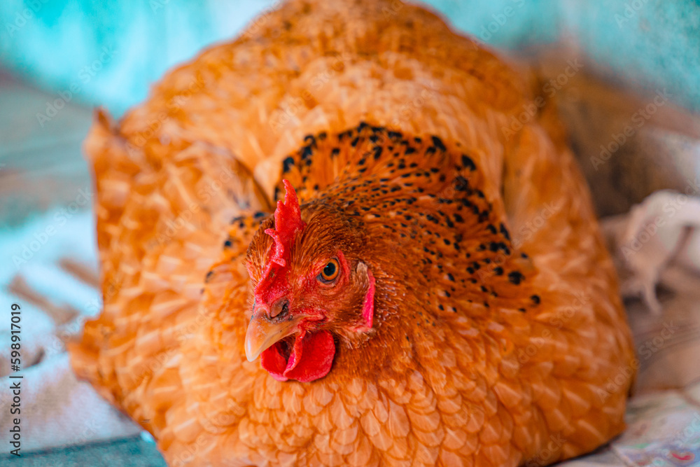 hen brooding with angry face in the nest Stock Photo | Adobe Stock