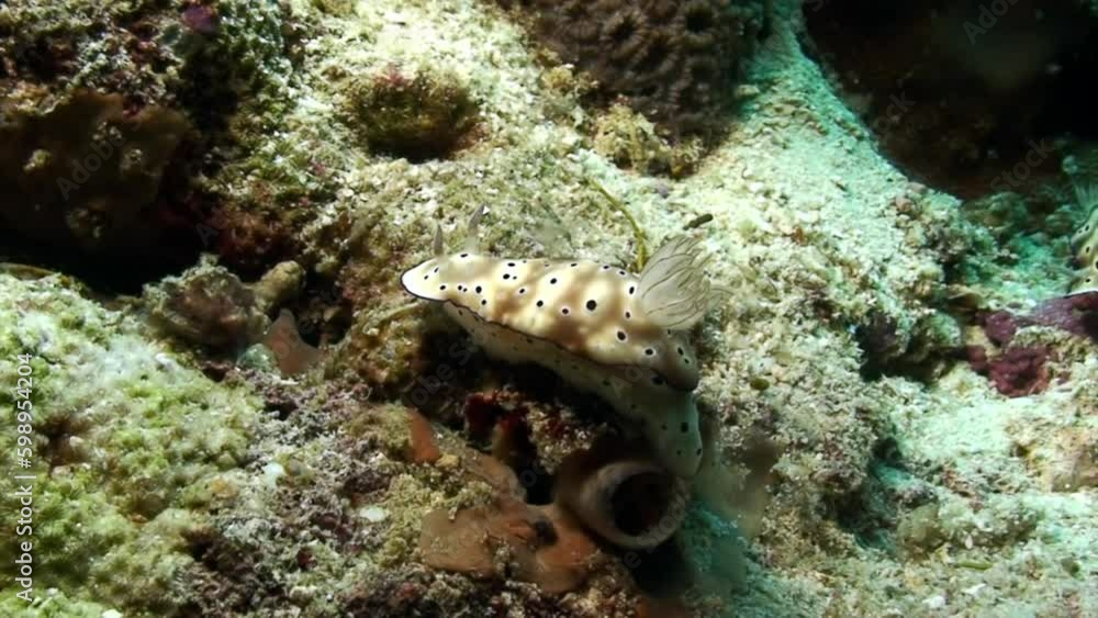 Two Chromodoris splendida sea slug with round spots macro video. Close ...