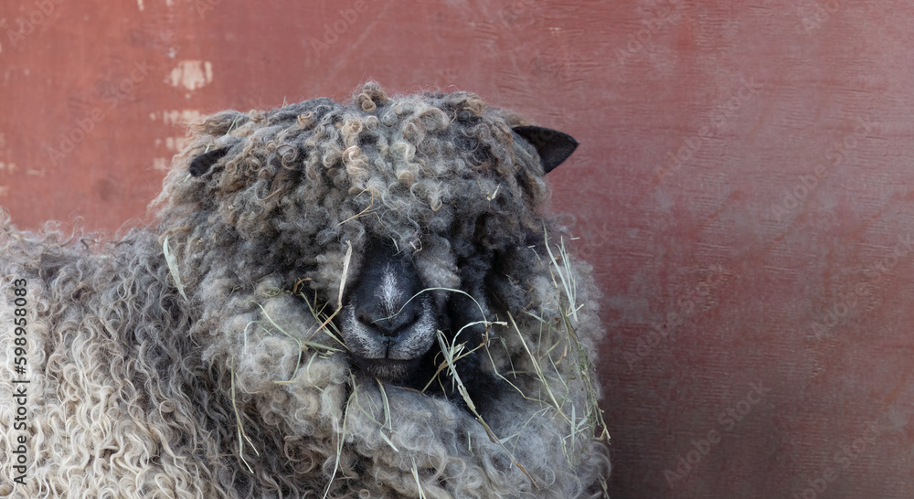 Sheep, Woolly Chaos on the Farm, Black Sheep and the Importance of ...