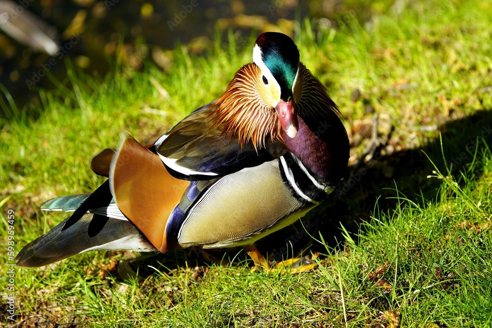 The mandarin duck (Aix galericulata) is a perching duck species native ...