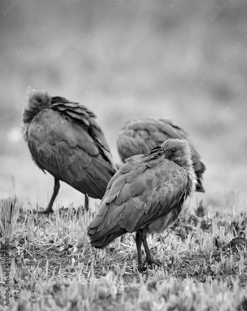 Sleeping Hadida birds Stock Photo | Adobe Stock