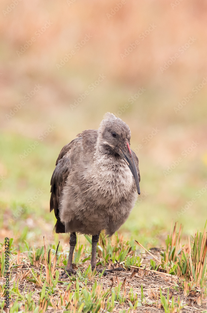 Black Hadida bird of South Africa Stock Photo | Adobe Stock