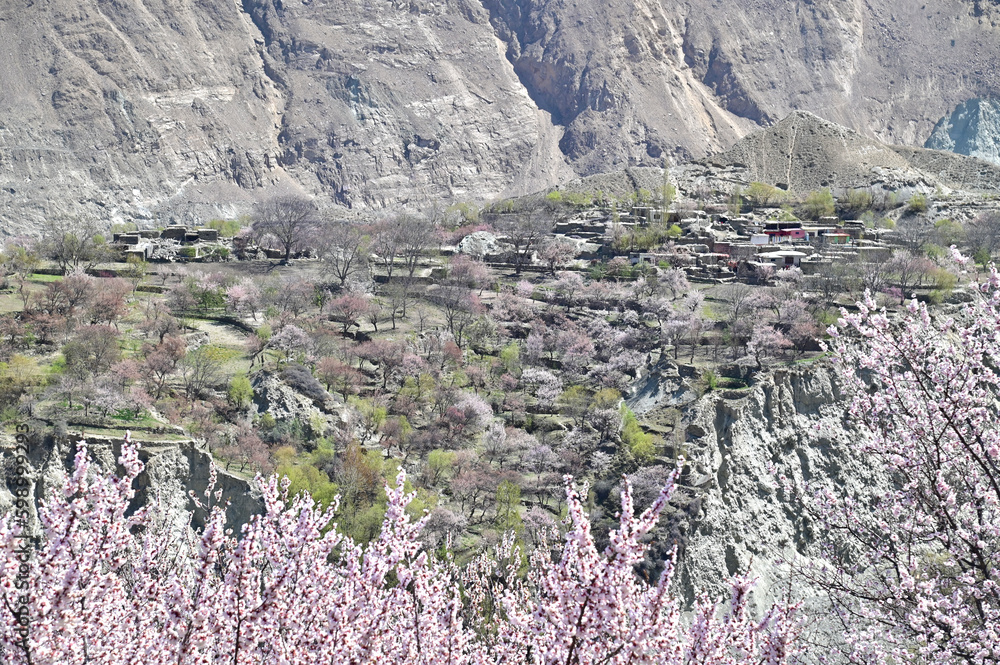 Scenery of Hopar Valley During Cherry Blossom in Gilgit-Baltistan ...