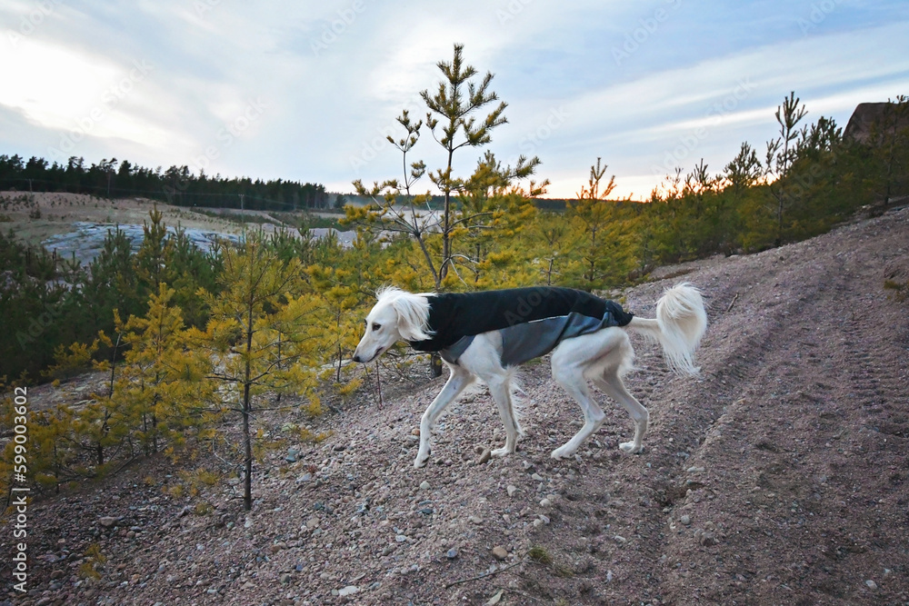 White dog, purebred Saluki sighthound or gazehound, free in the nature ...